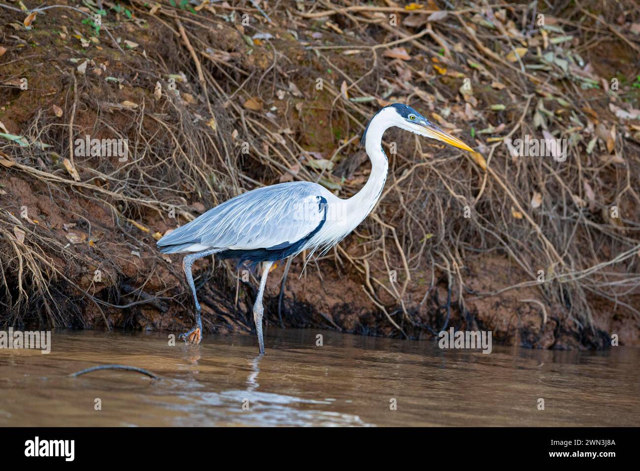 Cocoi Heron (Ardea cocoi) Pantanal Brazil Stock Photo - Alamy