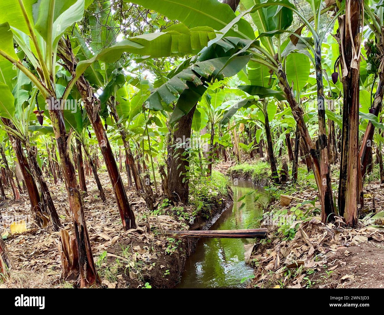 A small river surrounded by banana trees with a wooden plank to cross ...