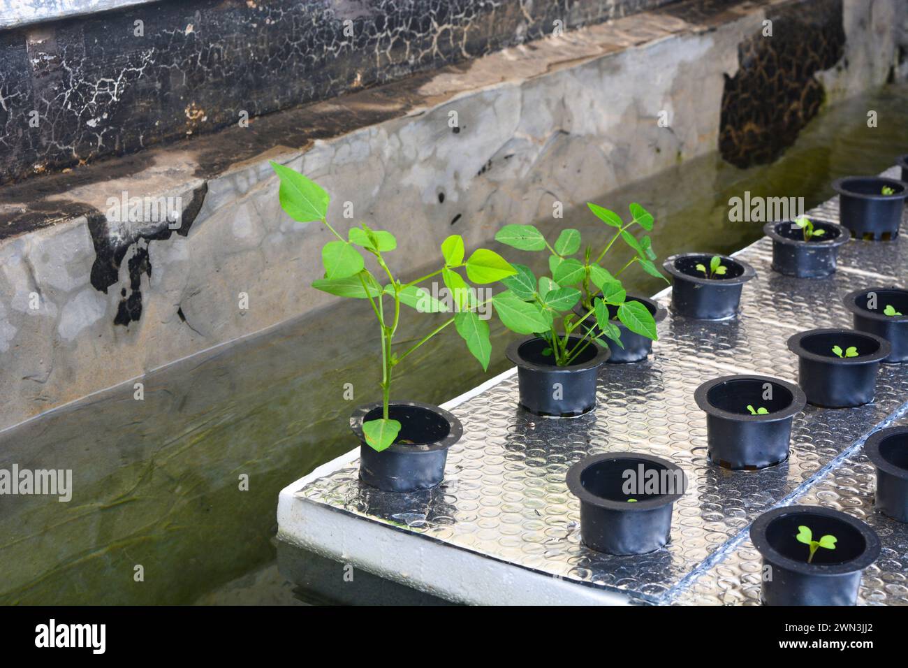 Fish farming installation hi-res stock photography and images - Alamy