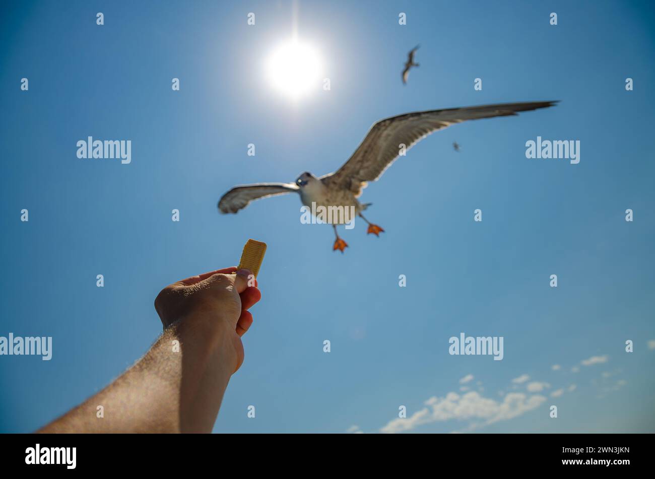 Seagull food hand hi-res stock photography and images - Alamy