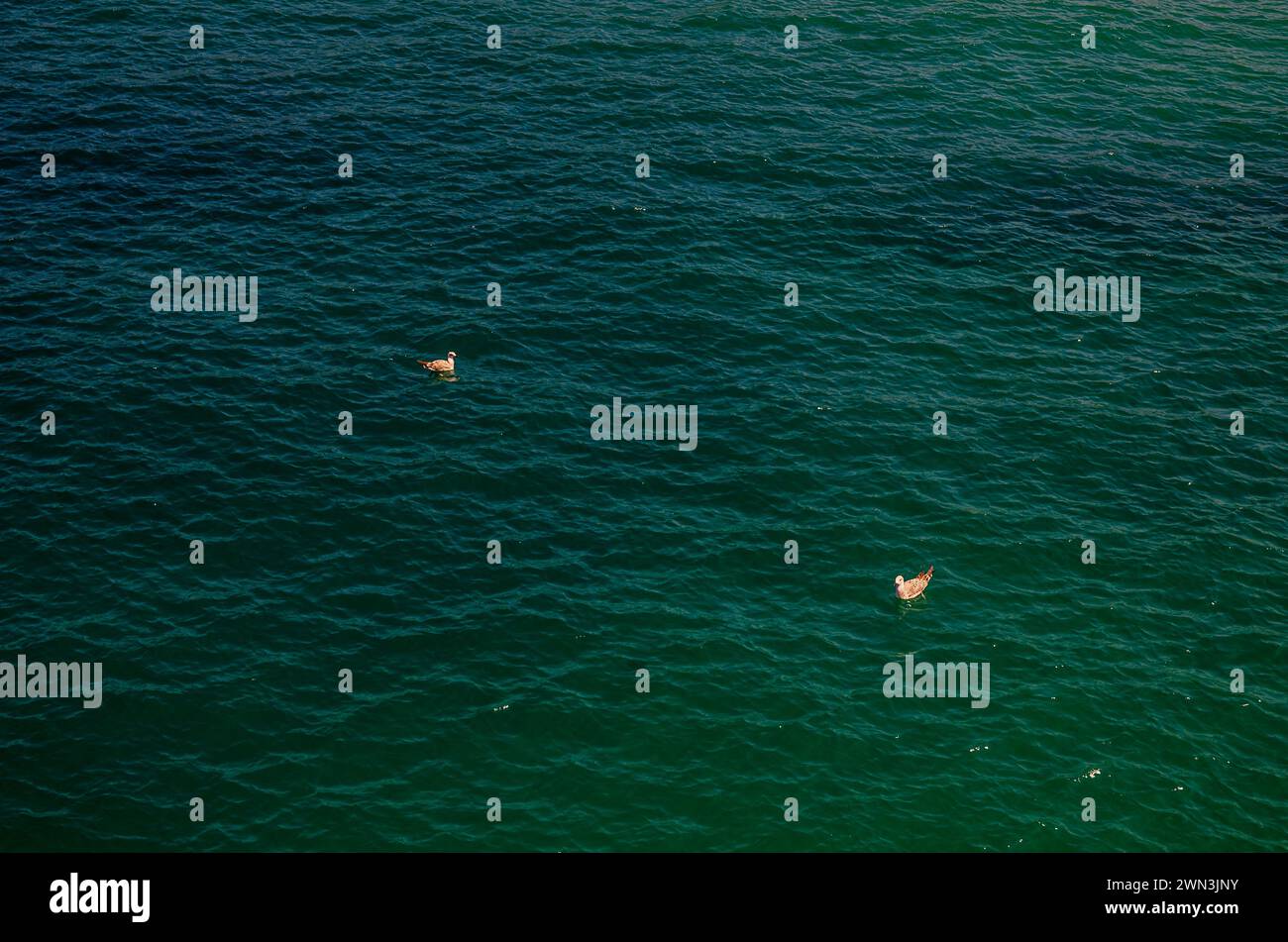 The Two ducks float in water next to an airplane Stock Photo - Alamy