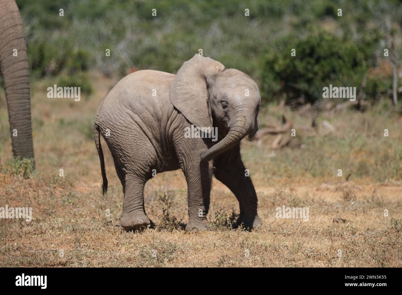Baby elephant playing and swinging with its trunk Stock Photo - Alamy
