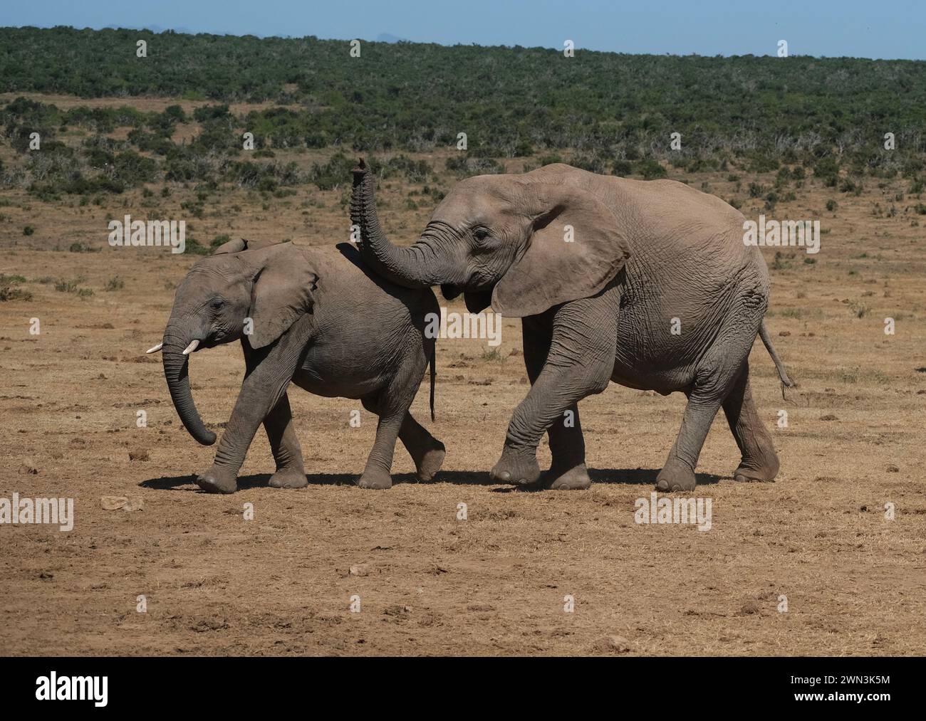 Small elephant with small just grown in tusks walking with big elephant ...