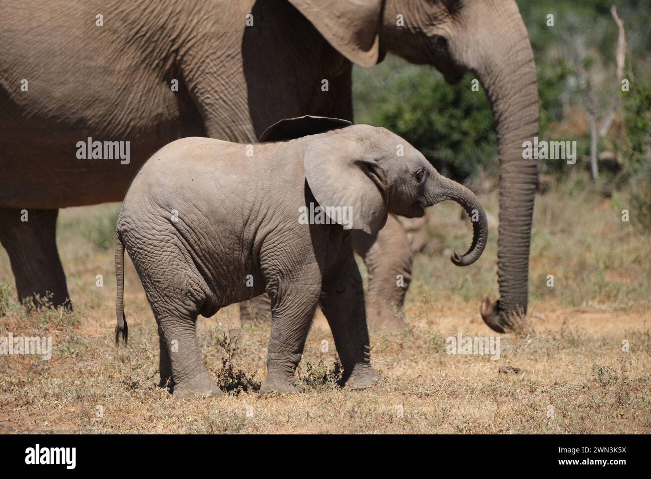 Baby elephant side profile view, swinging its trunk and playing with ...