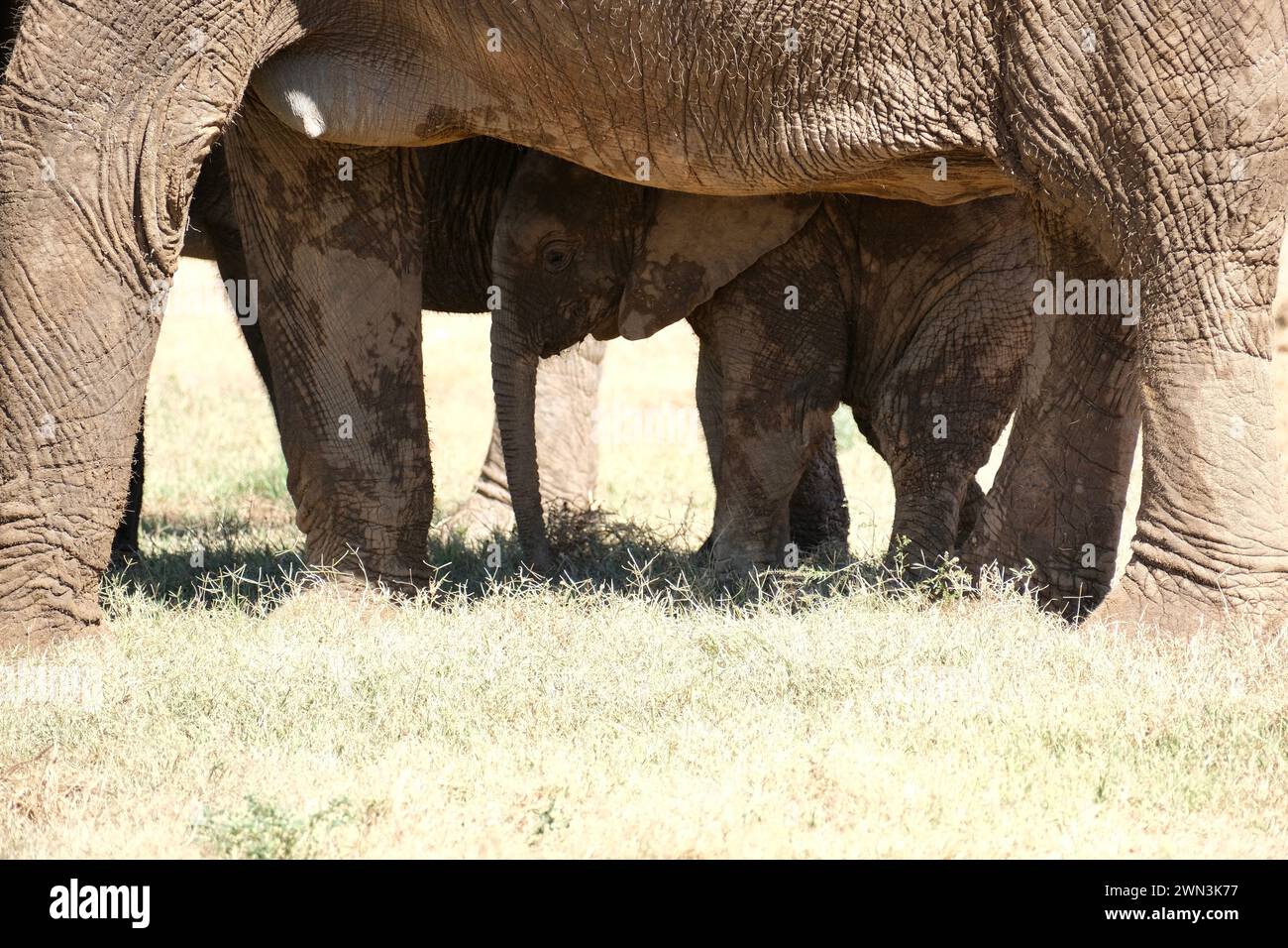 Baby elephant protected standing under its mothers body in the shade ...