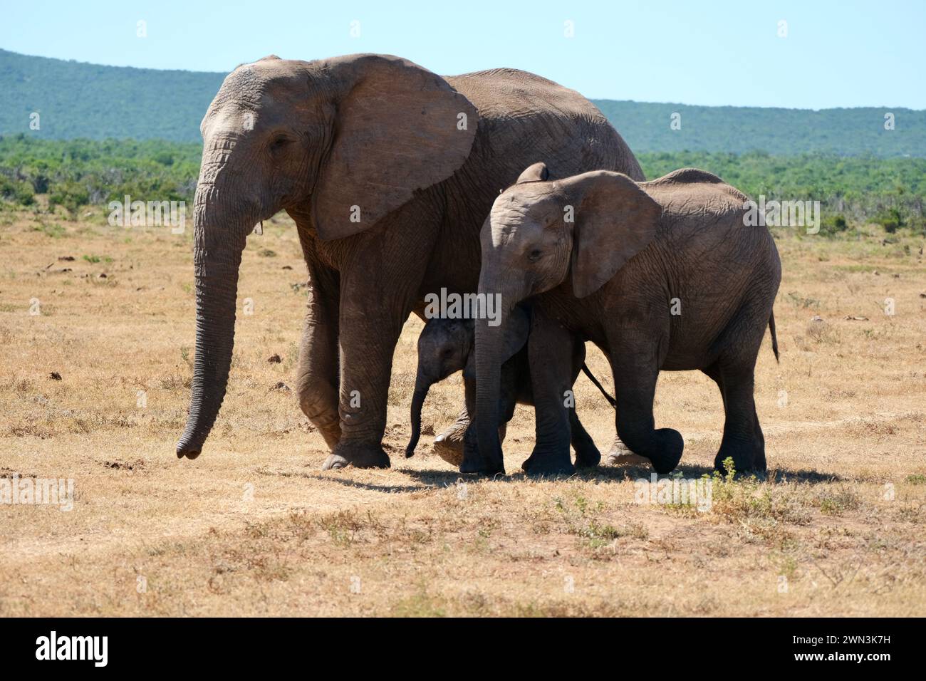 baby elephant protected by walking next to and under bigger elephants ...