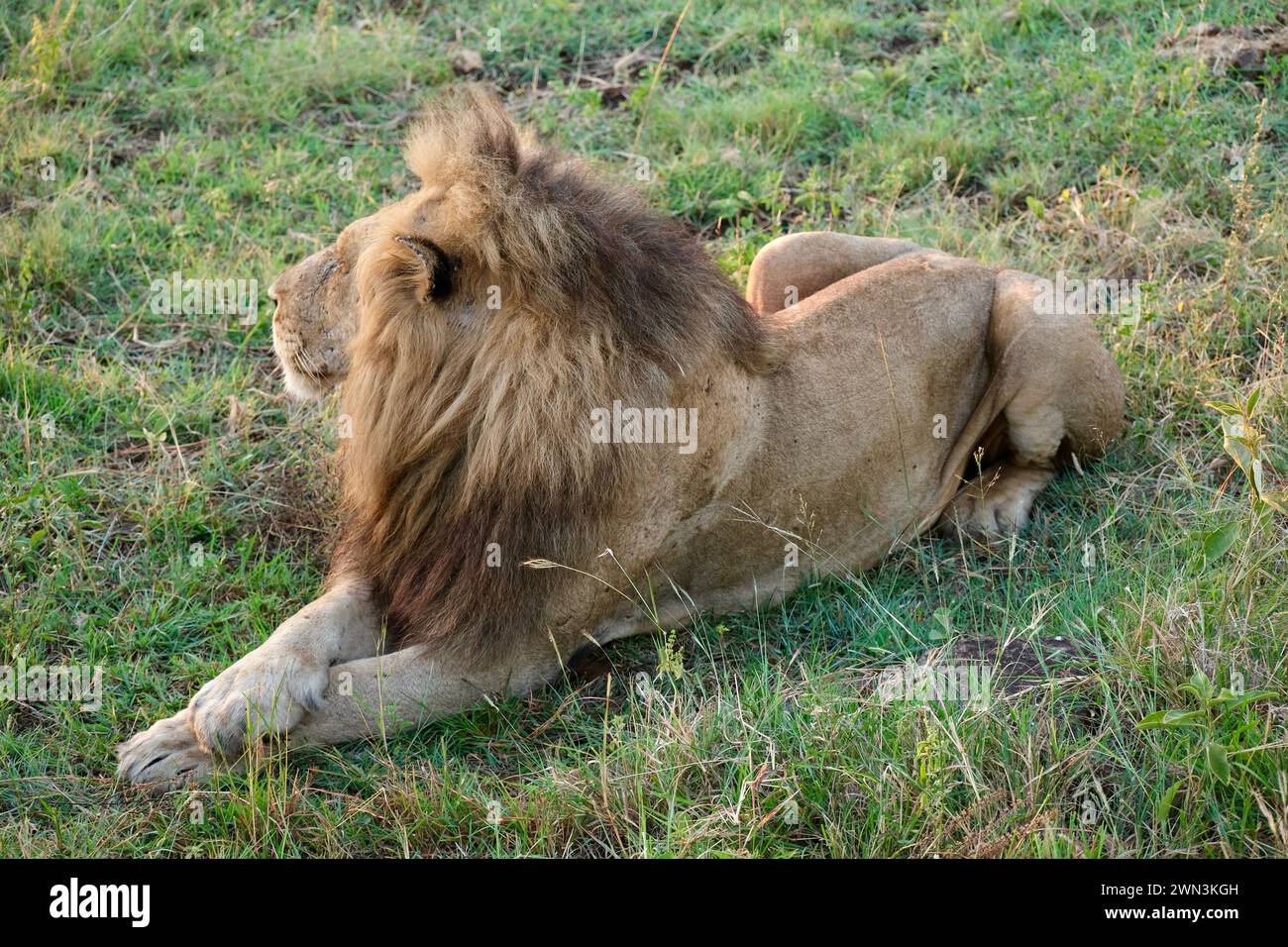 full body big male lion with big manes relaxing in the grass with its ...