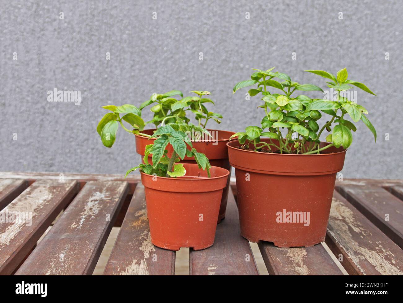 Two potted plants on a table near a concrete wall Stock Photo - Alamy