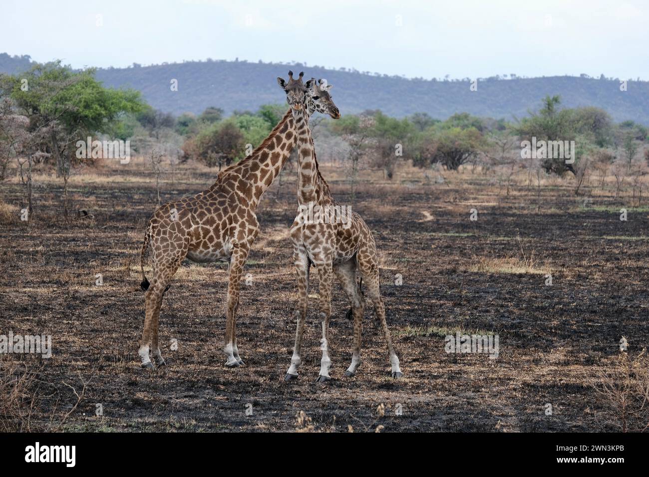 two giraffes in symmetry in the Serengeti Stock Photo - Alamy