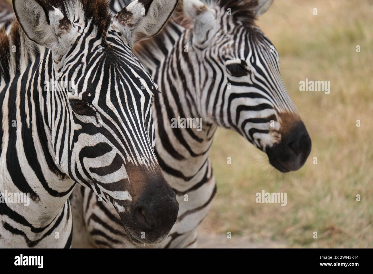 Zebra pair standing close hi-res stock photography and images - Alamy