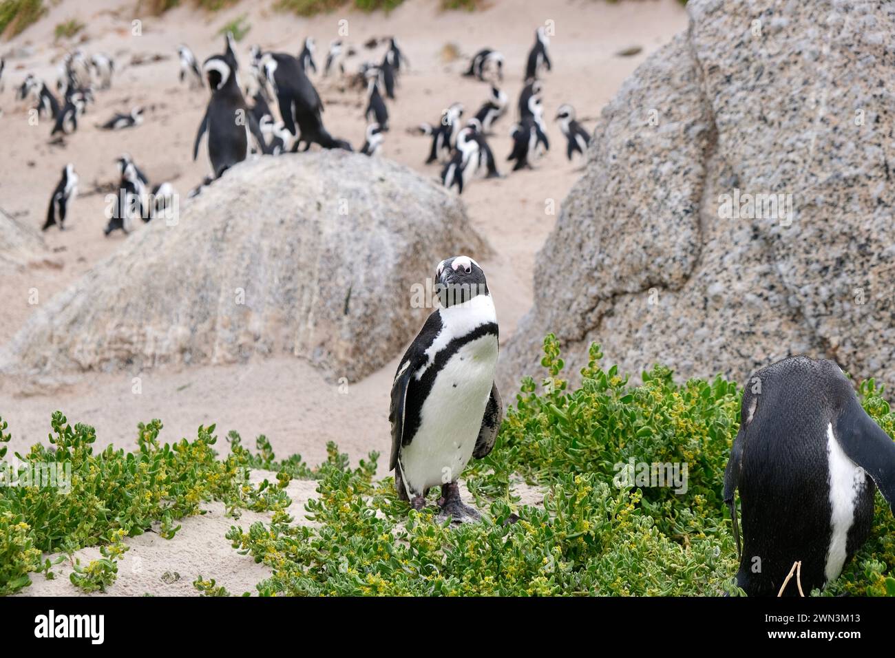 penguin modelling in a waddle of penguins Stock Photo - Alamy