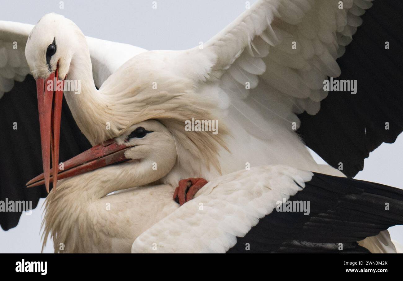 Biebesheim, Germany. 29th Feb, 2024. Two storks mating on their nest ...
