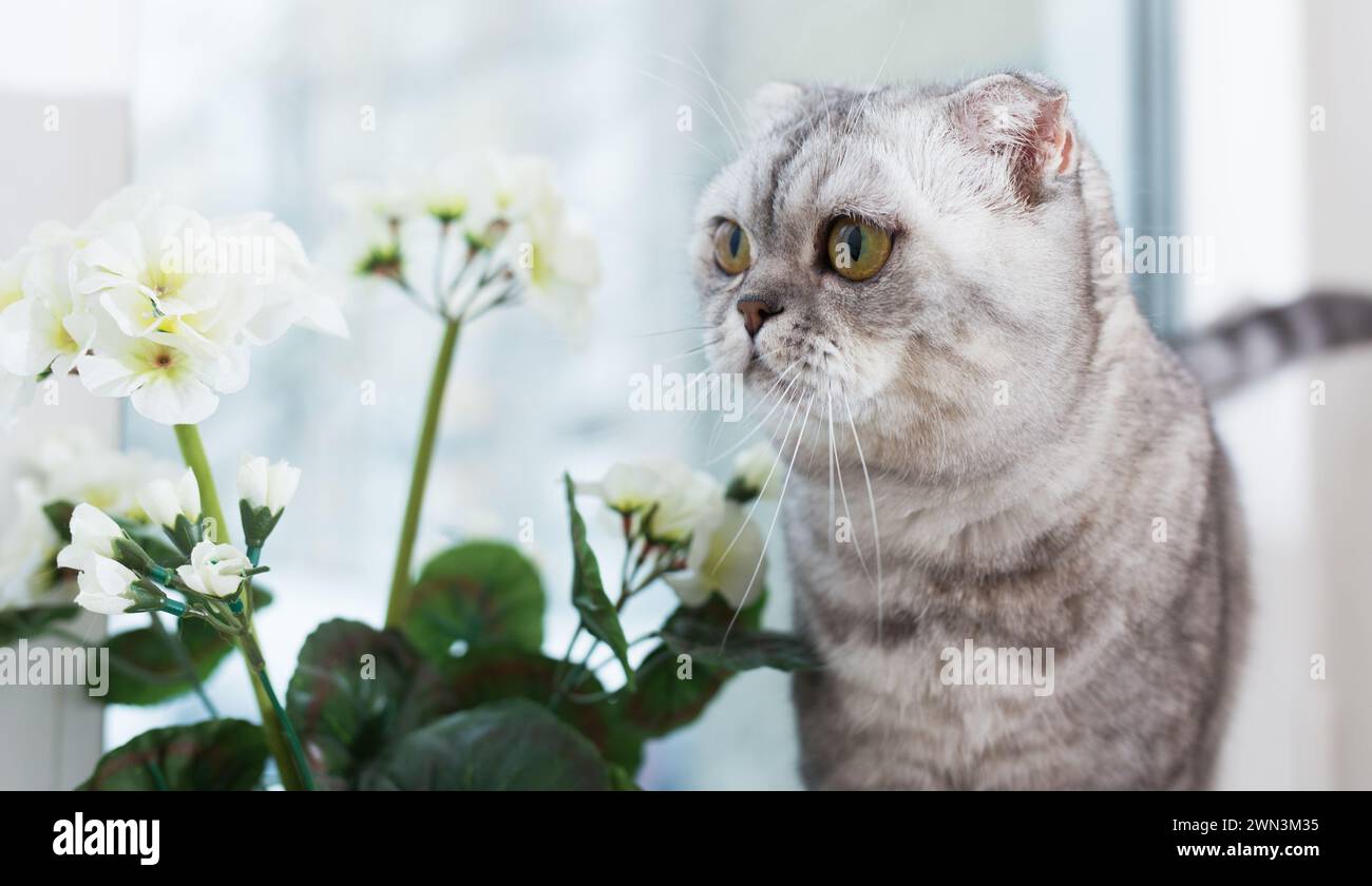 White cat smelling flower hi-res stock photography and images - Alamy