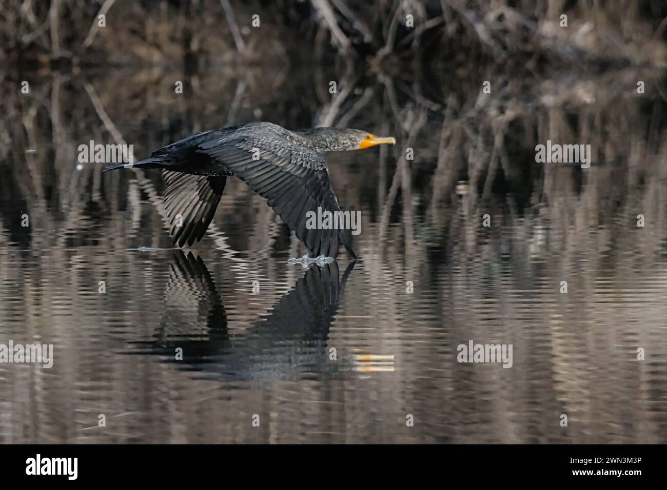 Skimming surface hi-res stock photography and images - Alamy
