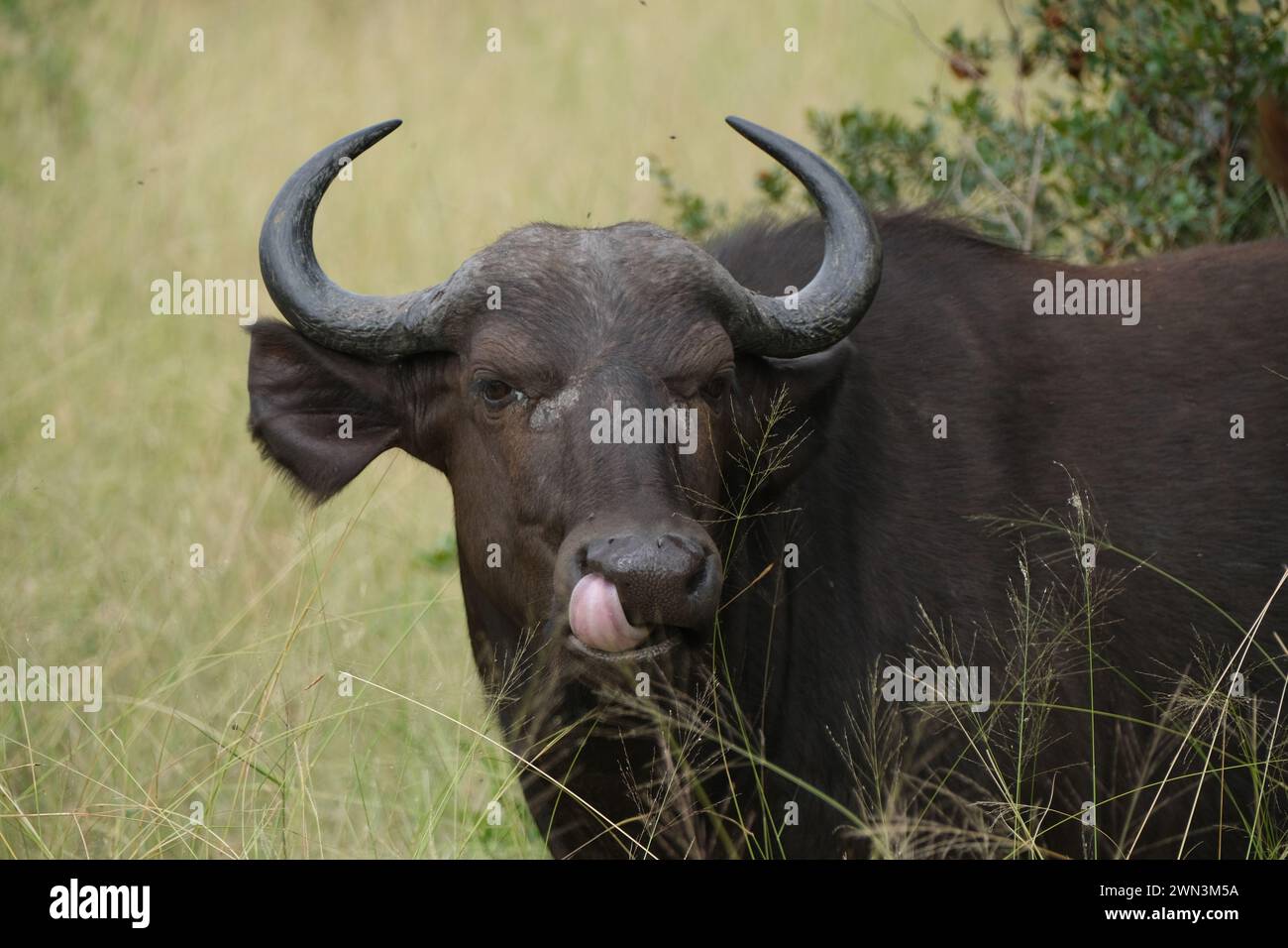 Cheeky buffalo sticking its tongue out, licking its nose Stock Photo ...