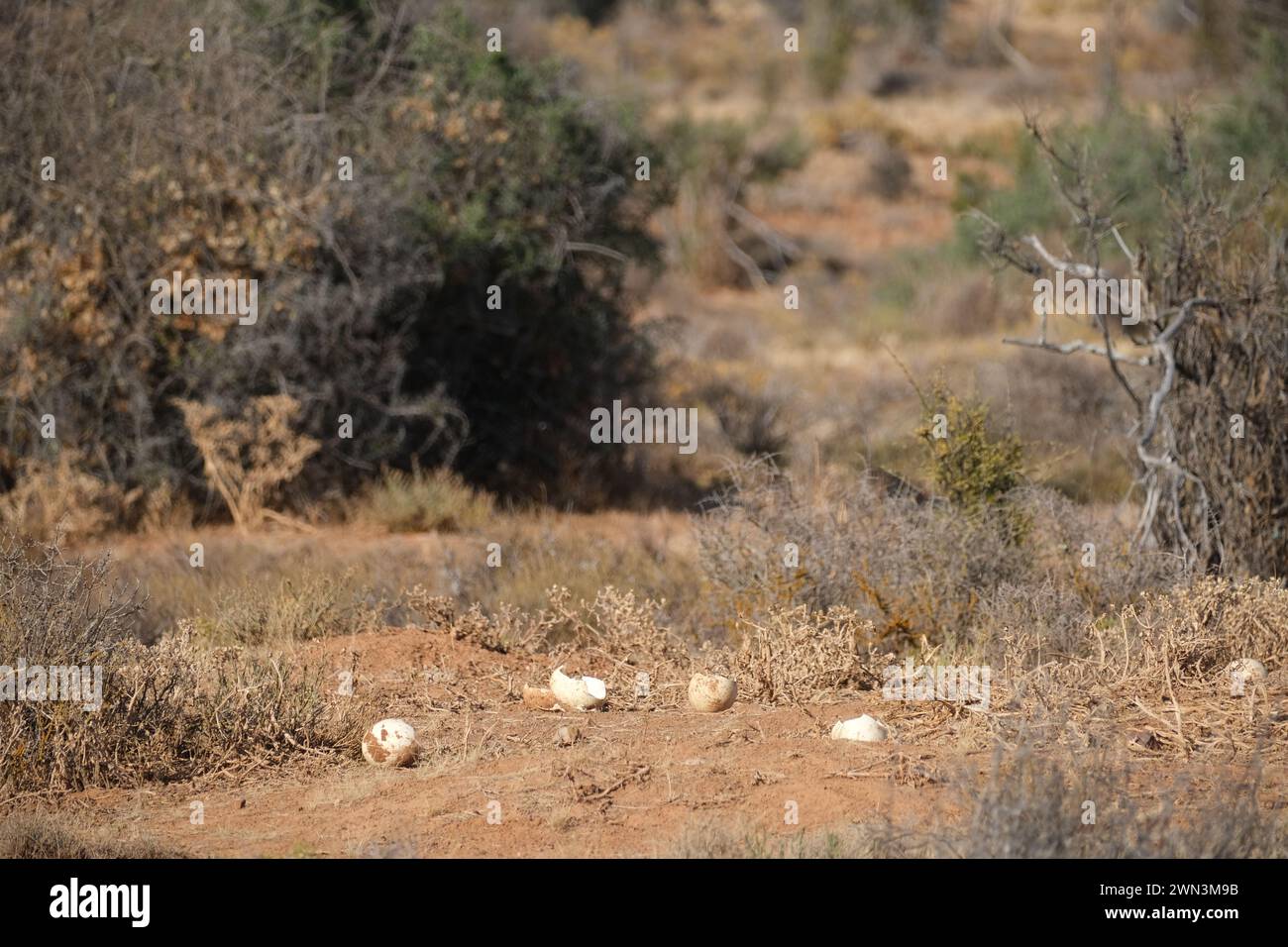 Ostrich eggs laying in the wild, broken open Stock Photo - Alamy