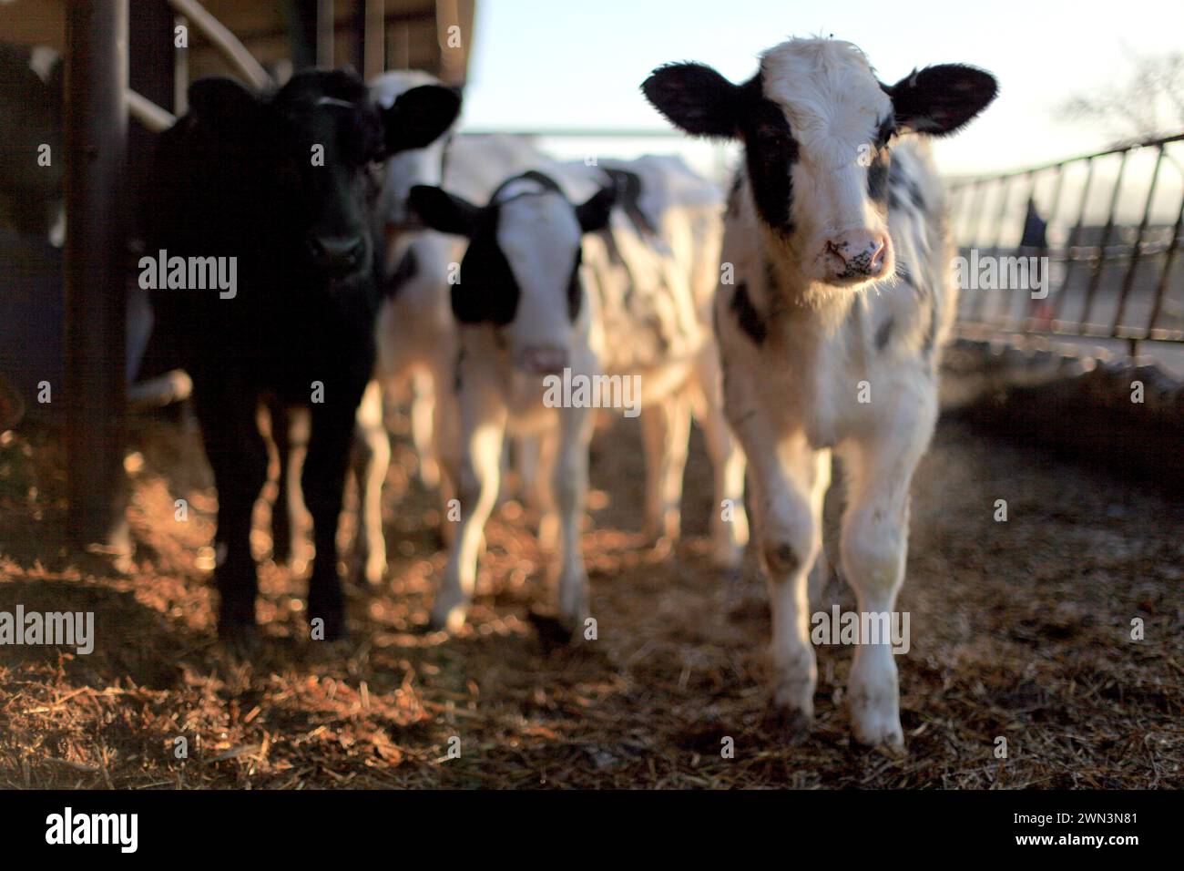 Dairy cows, Derbyshire UK Stock Photo - Alamy