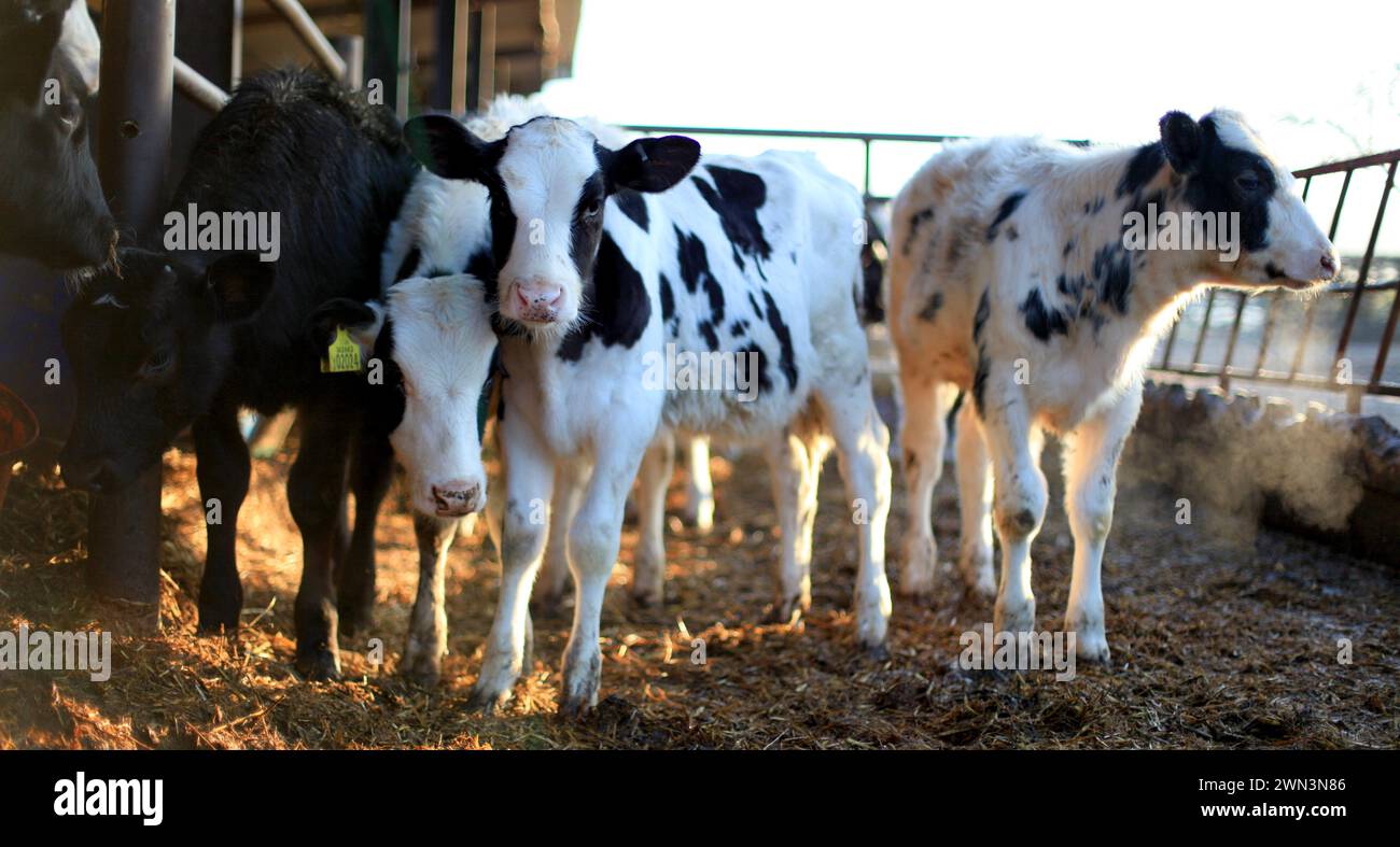 Dairy cows, Derbyshire UK Stock Photo - Alamy