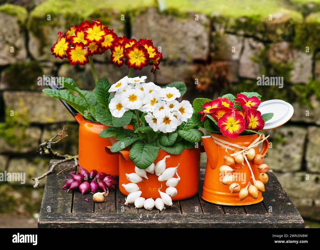 Spring flower arrangement with colorful with colorful primula flowers ...
