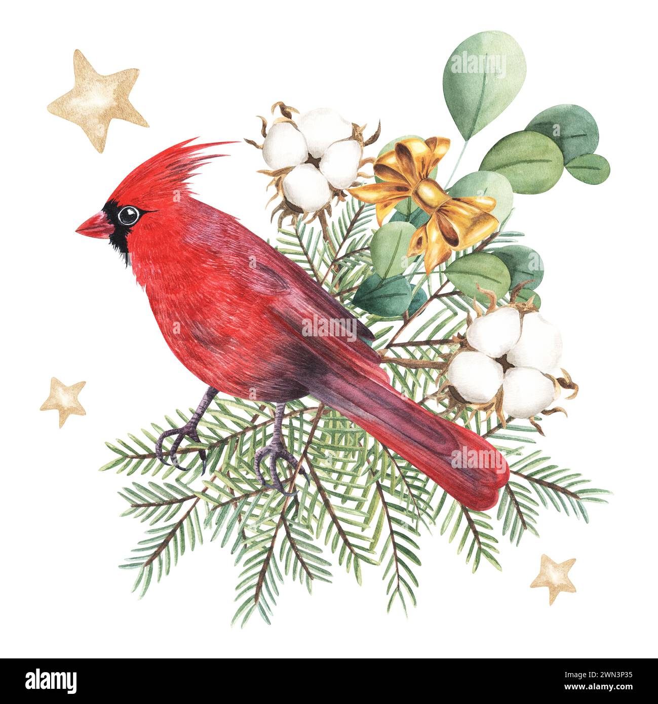 Watercolor Christmas composition with red cardinal bird, thuja twigs ...