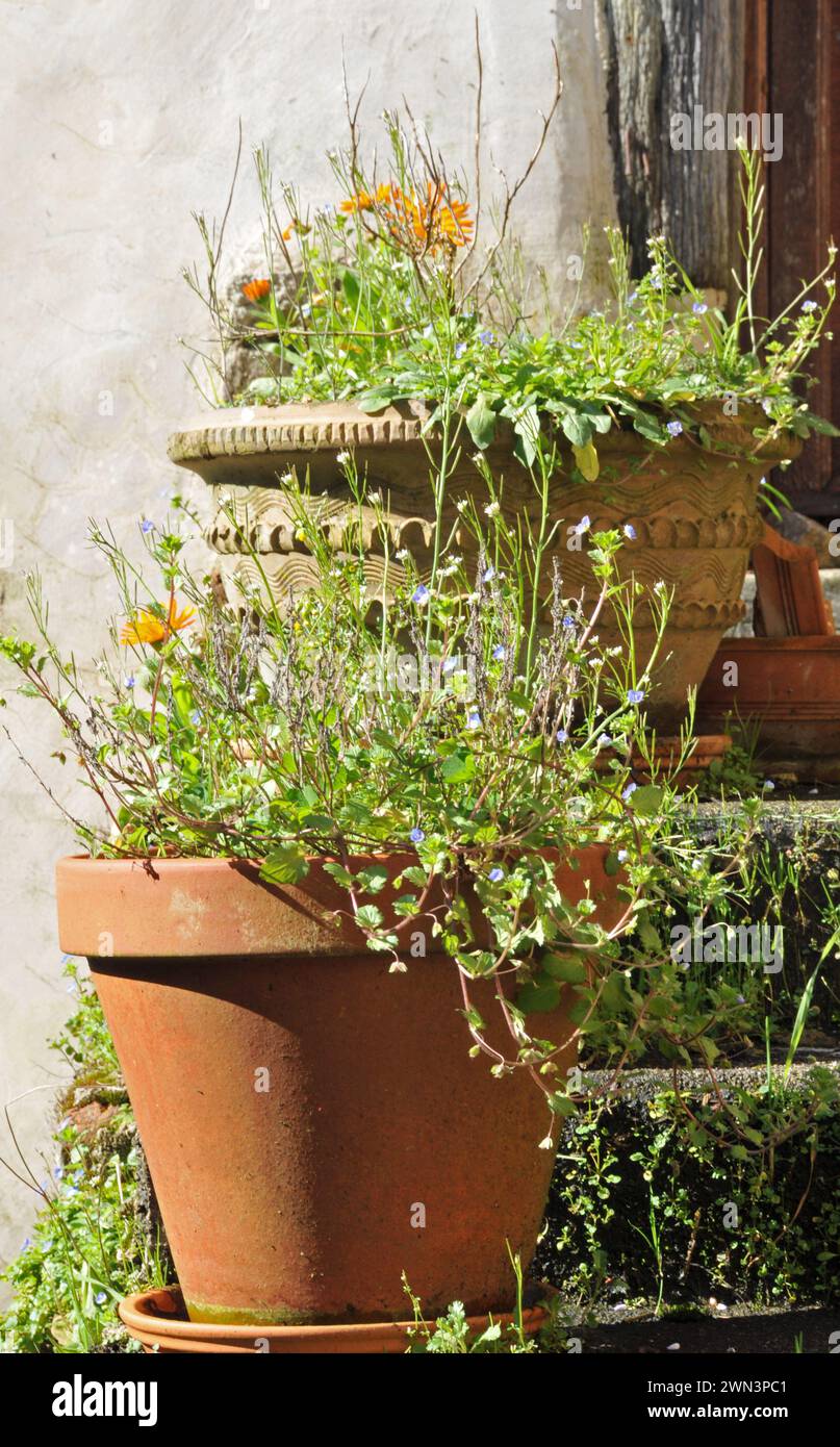 Overgrown plant pots on steps. Overgrown with weeds, moss and plants ...