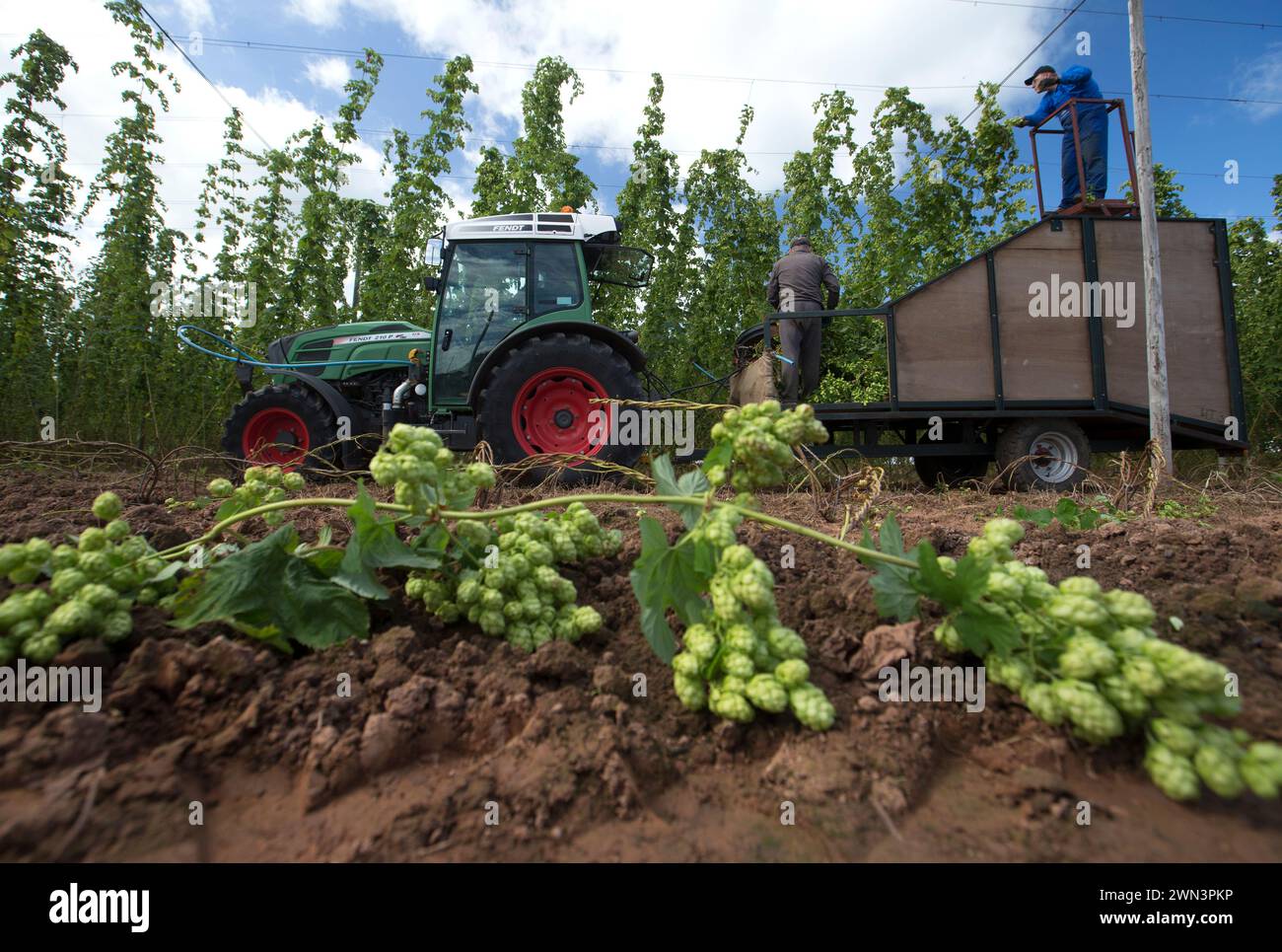 05/09/16 ***WITH VIDEO*** British hop farmers have reason to celebrate ...