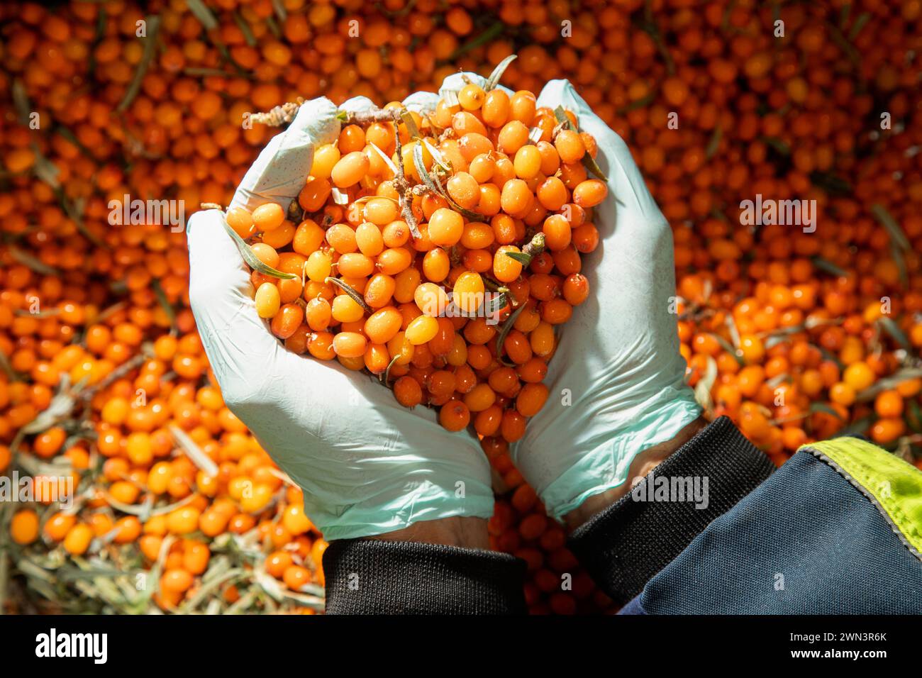11/08/21 Director, David Eagle, 65 examines the frozen sea buckthorn ...