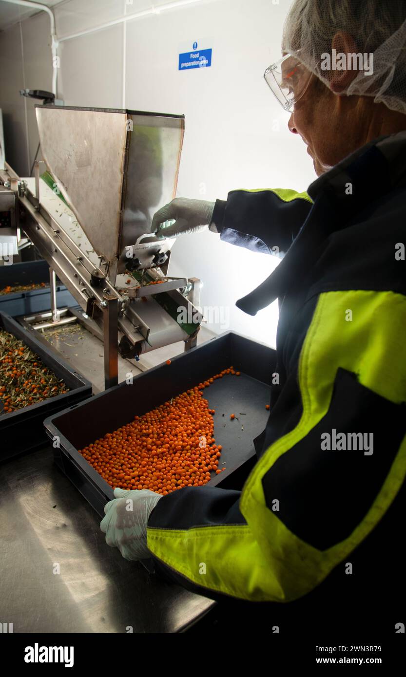 11/08/21 Director, David Eagle, 65 puts frozen sea buckthorn berries ...