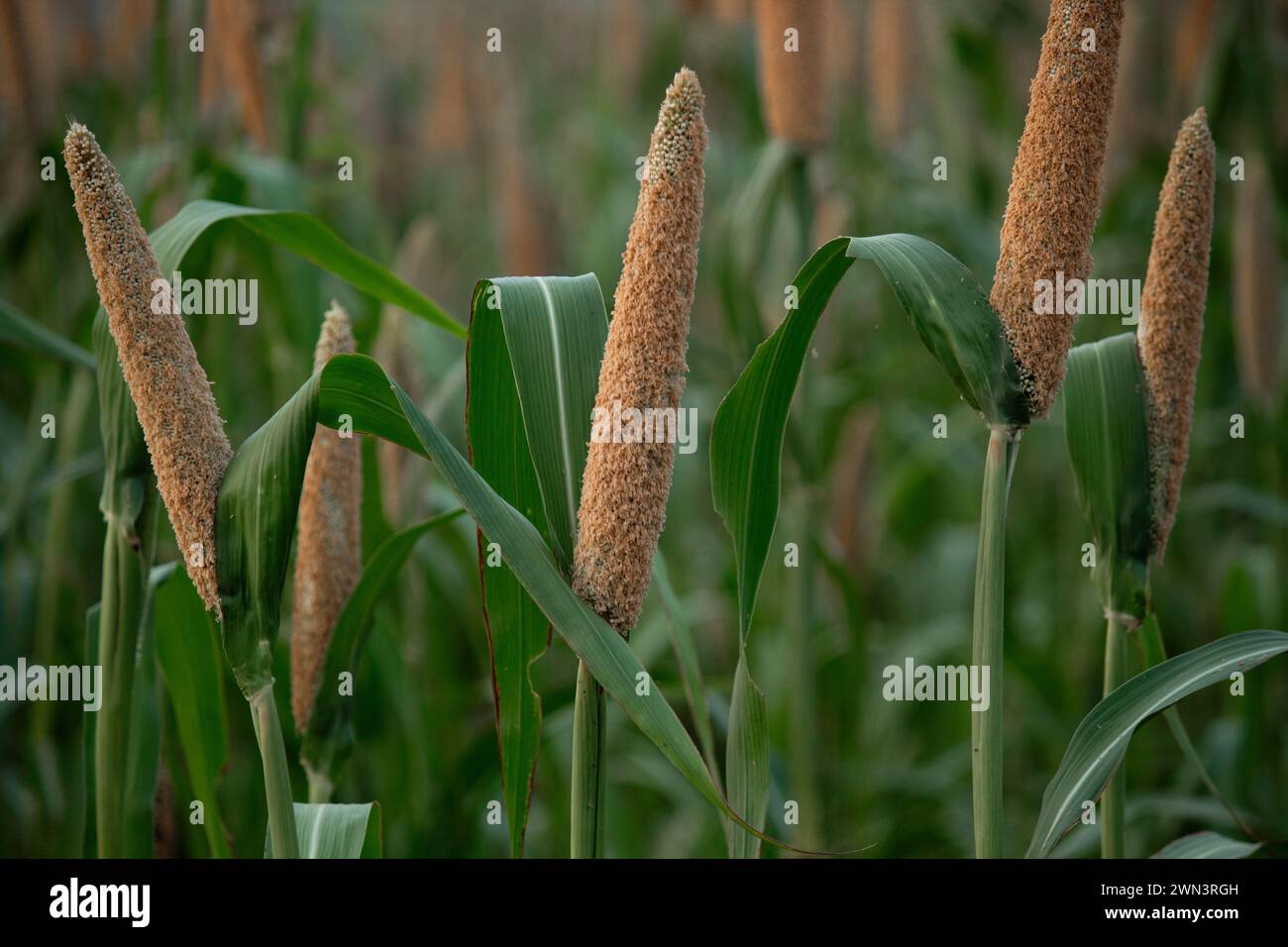 Millets green and brown crop field looking so beautiful Stock Photo - Alamy