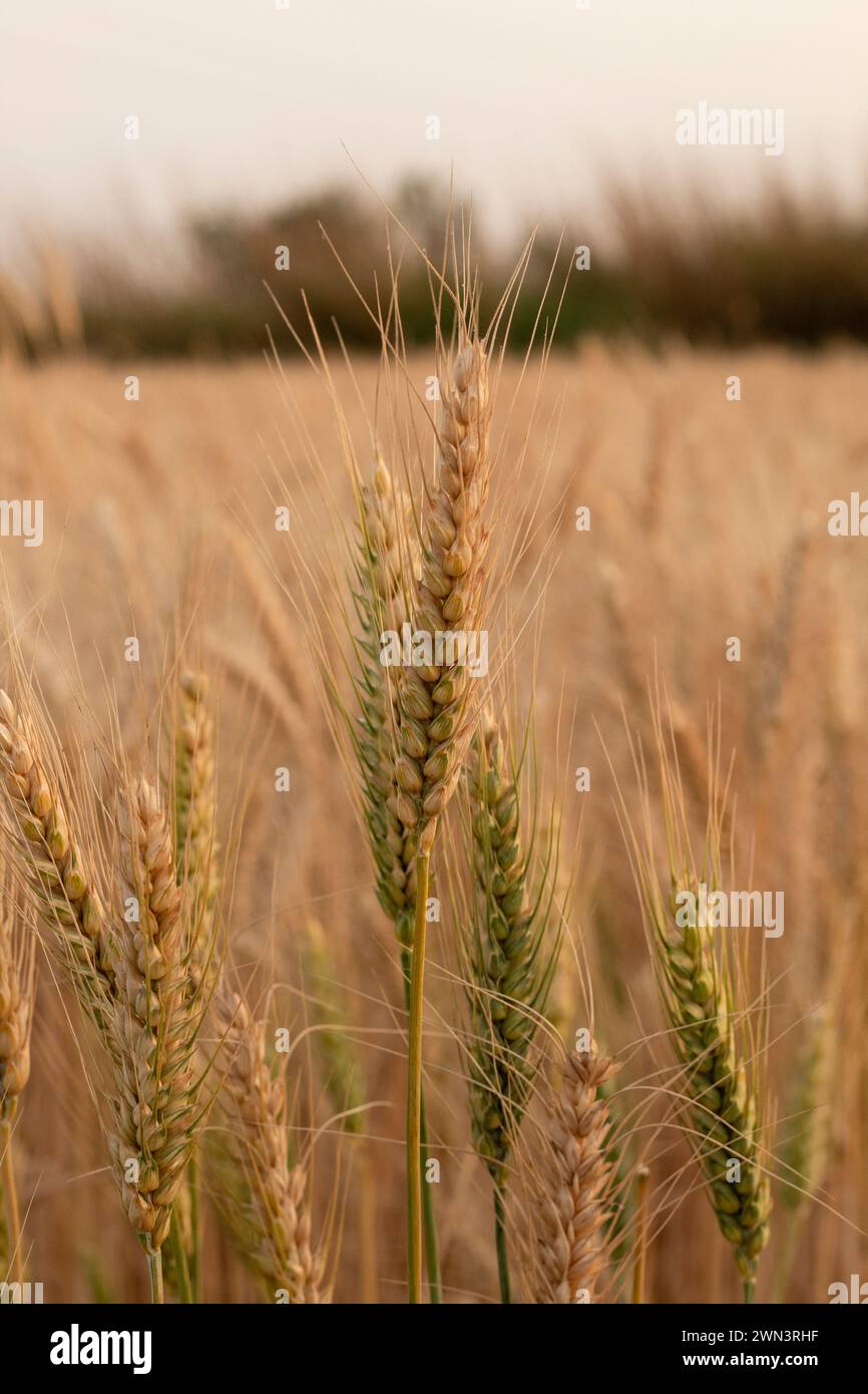 Millets green and brown crop field looking so beautiful Stock Photo - Alamy
