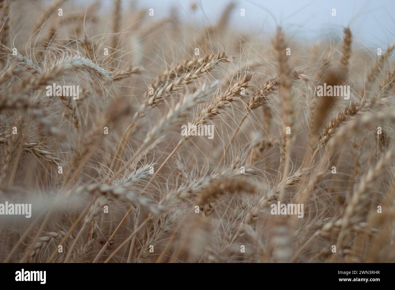 Millets green and brown crop field looking so beautiful Stock Photo - Alamy