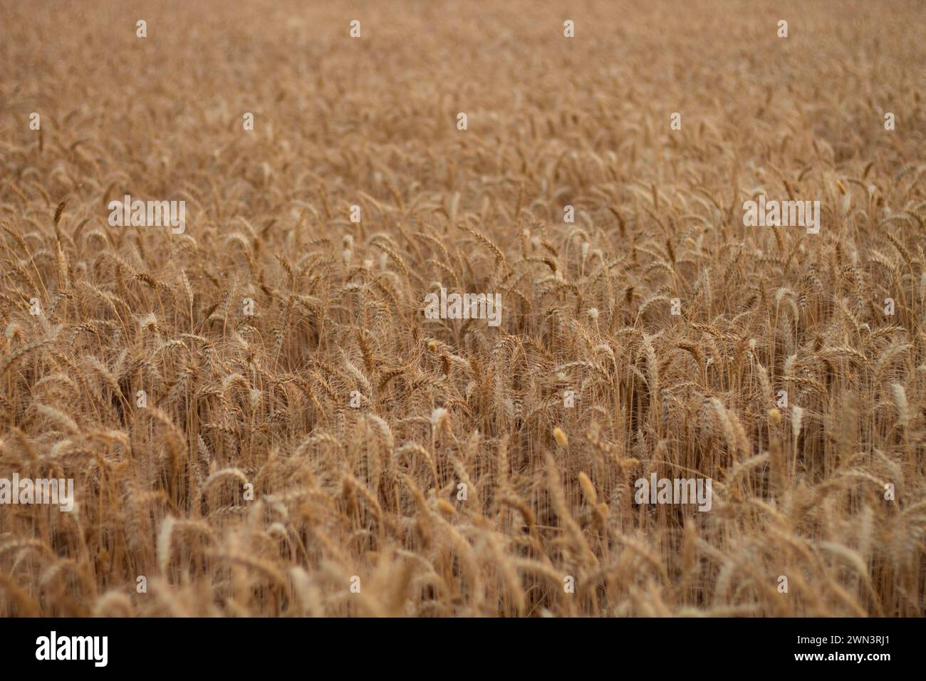 Millets green and brown crop field looking so beautiful Stock Photo - Alamy
