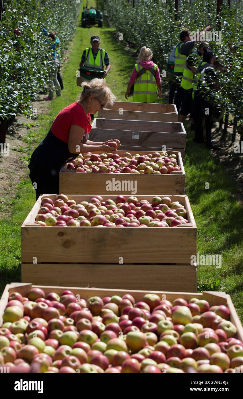 09/09/16 This year's Red Windsor apples are redder than ever thanks to ...