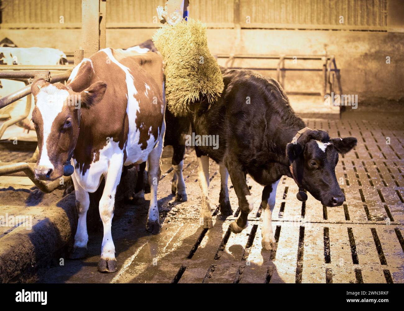 Nestle's dairy hi-res stock photography and images - Alamy