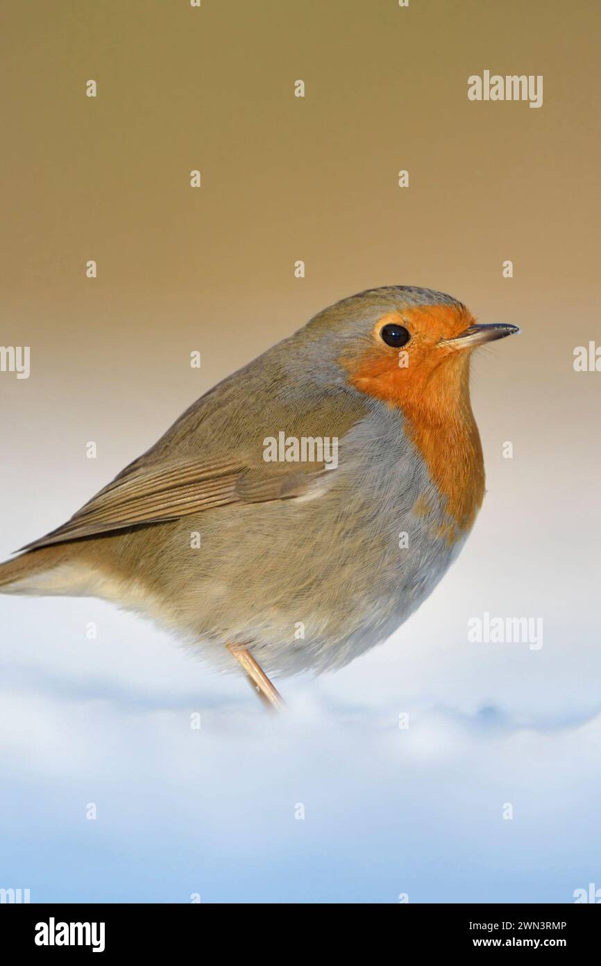 Cute and fluffy robin redbreast hi-res stock photography and images - Alamy