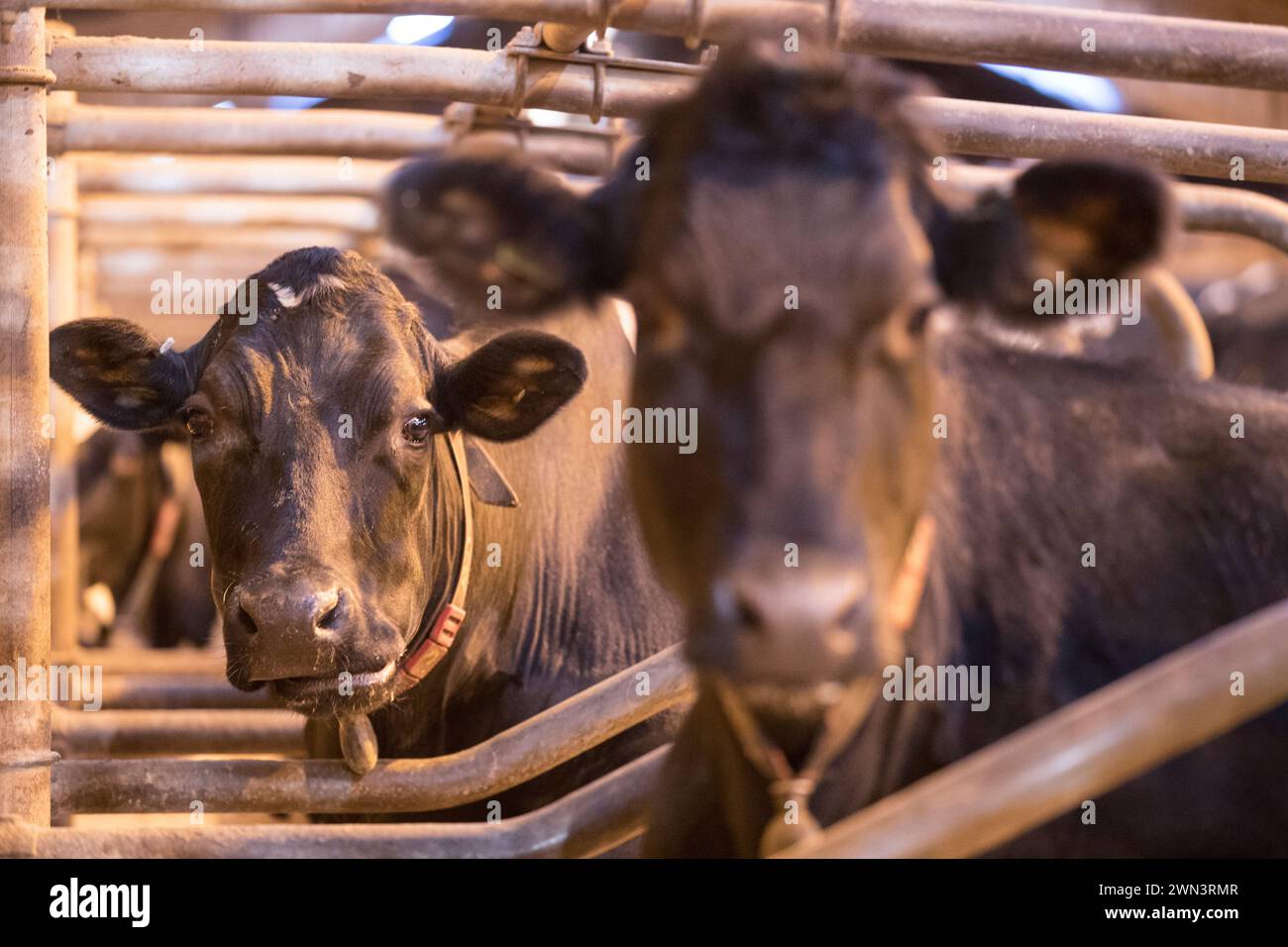 Nestle's dairy hi-res stock photography and images - Alamy