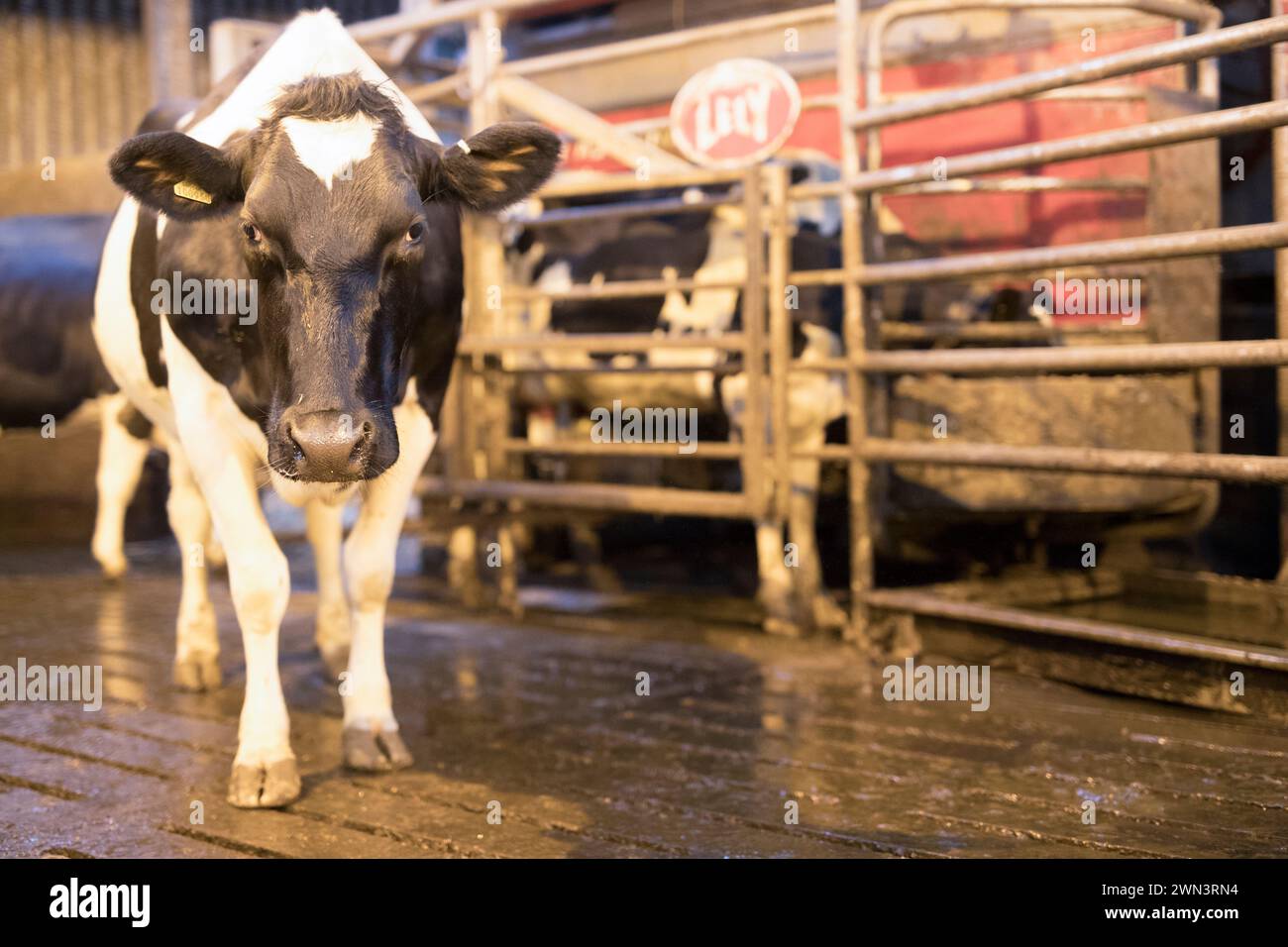 Nestle's dairy hi-res stock photography and images - Alamy