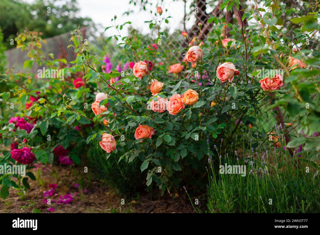 Orange salmon rose Lady of Shalott blooming in summer garden by ...
