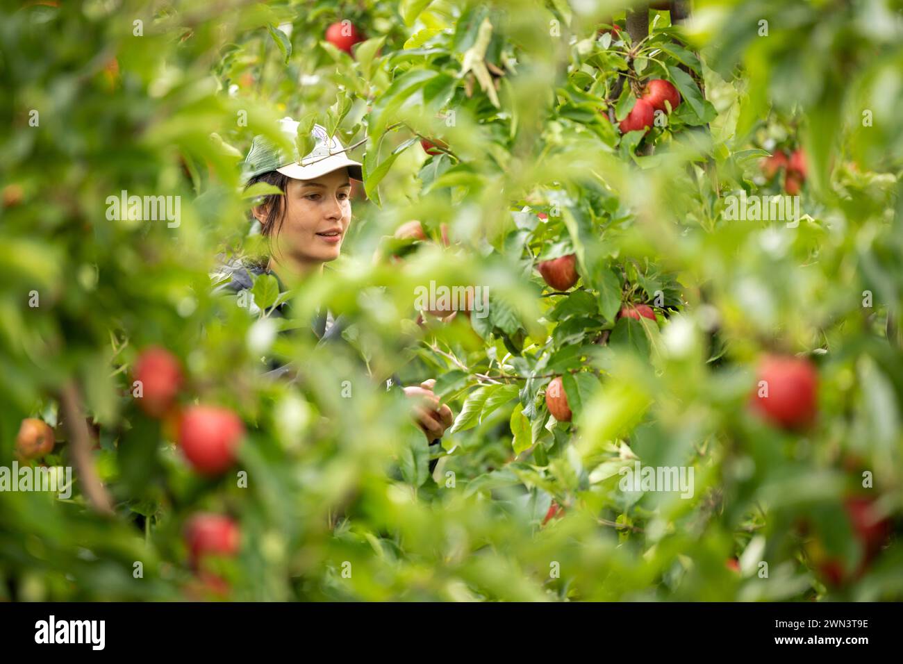 13/09/22 Apple harvest, Ham Green Farm, Upchuch, Kent, UK Stock Photo ...