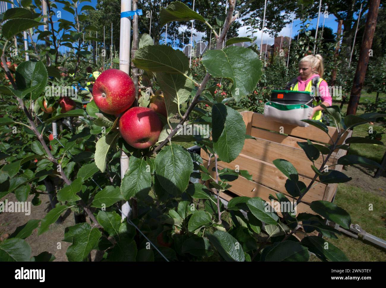 09/09/16 This year's Red Windsor apples are redder than ever thanks to ...