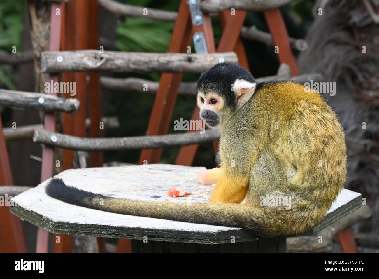 Cheeky monkey australia hi-res stock photography and images - Alamy