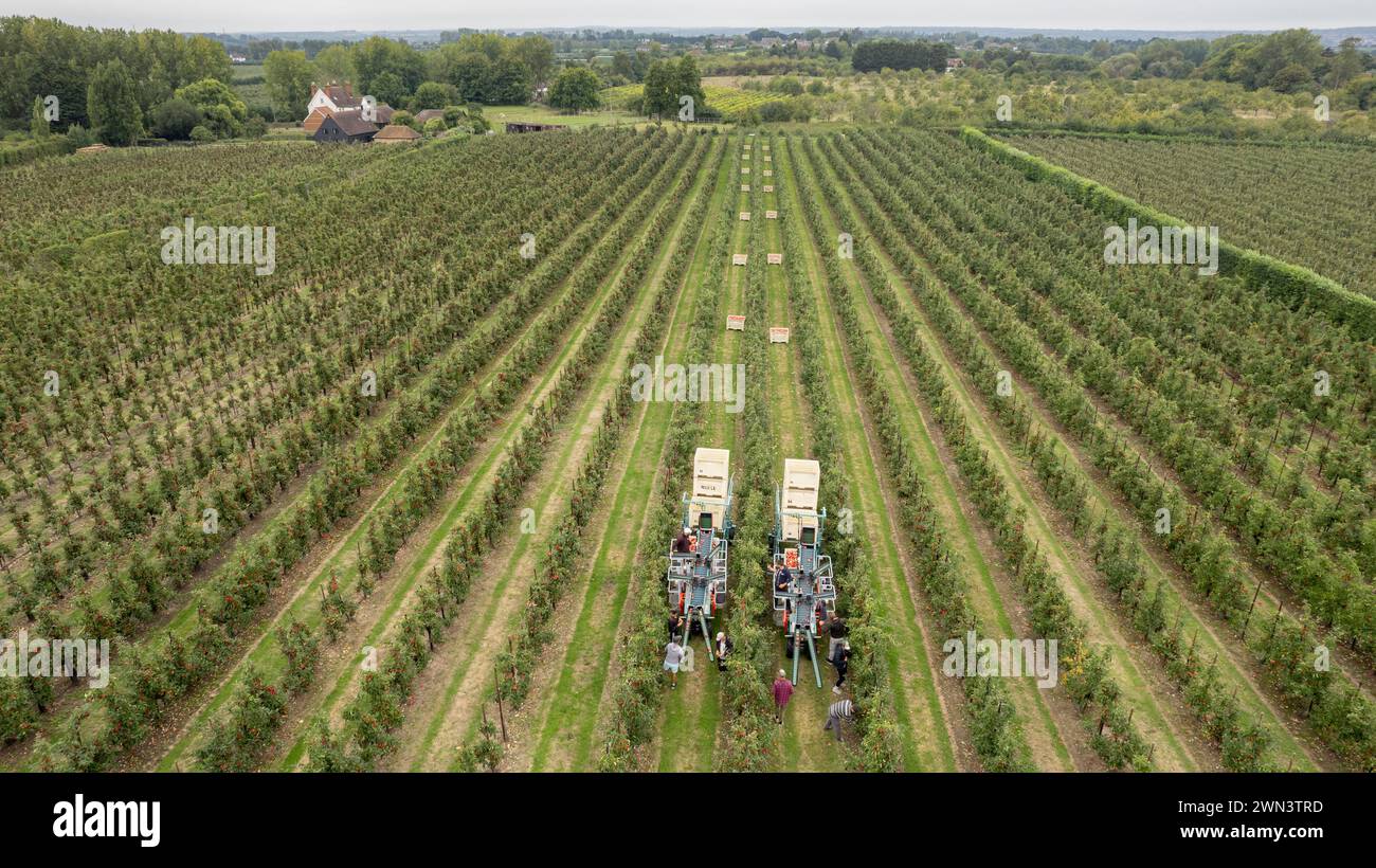 13/09/22 Apple harvest, Ham Green Farm, Upchuch, Kent, UK Stock Photo ...