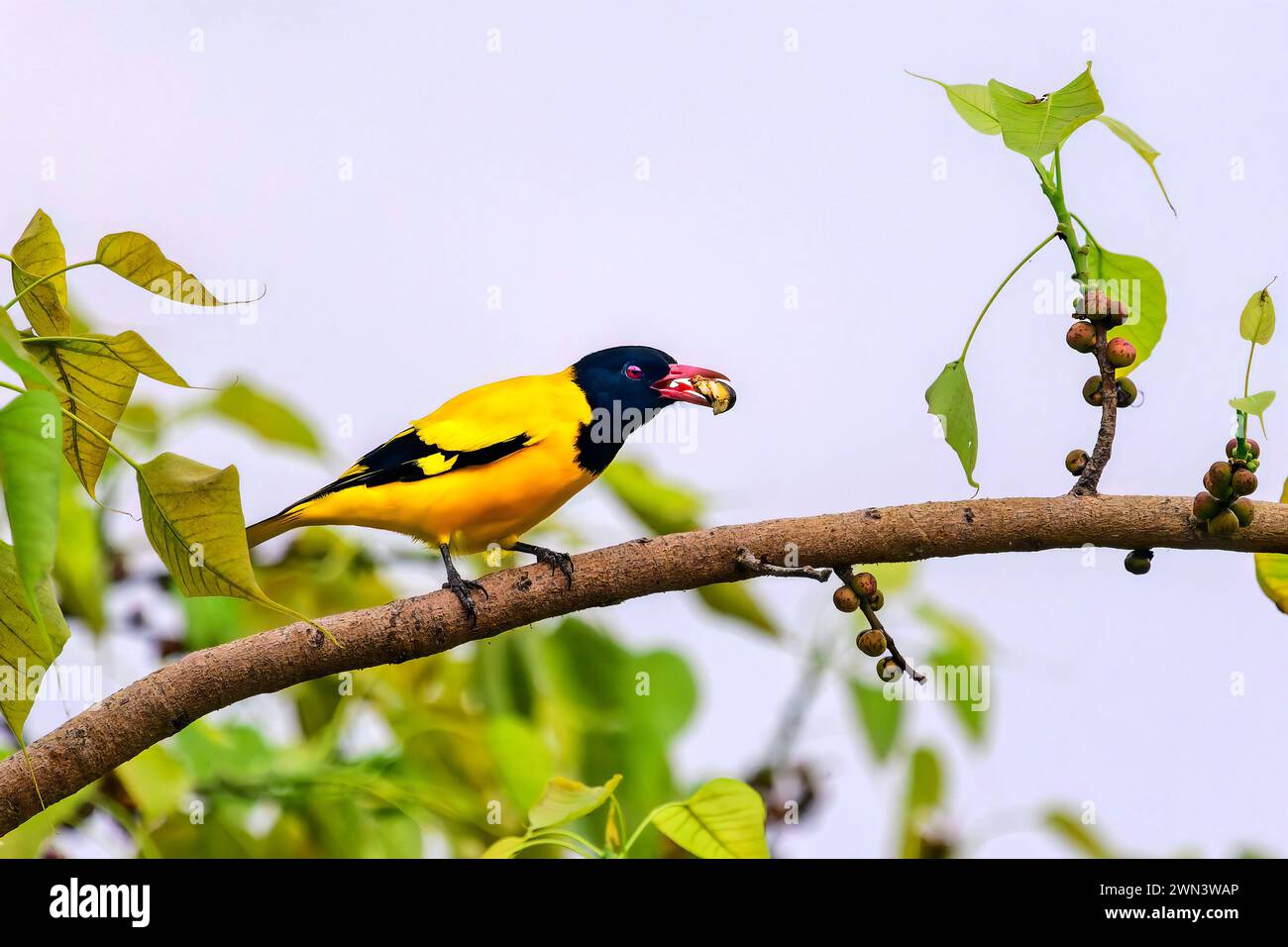 Birds of assam hi-res stock photography and images - Alamy