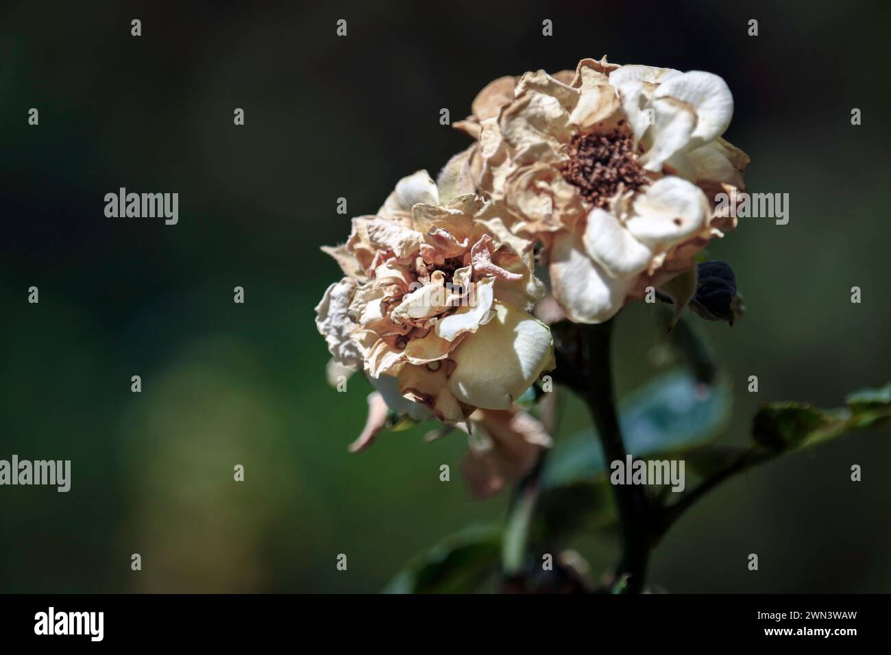Flora of qatar hi-res stock photography and images - Alamy