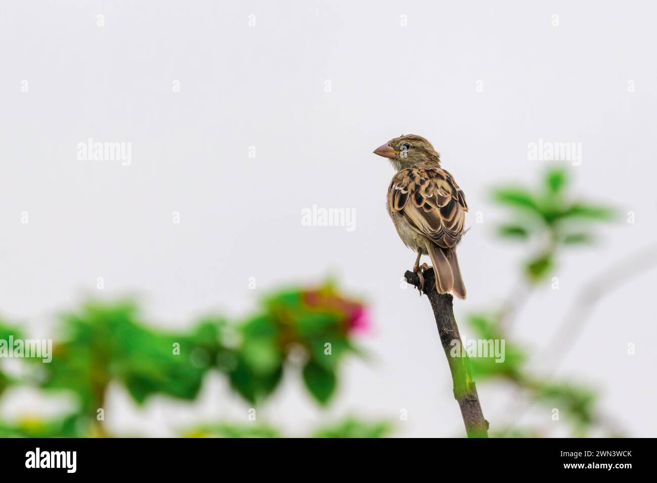 The birds of India: House Sparrow, Assam, India Stock Photo - Alamy