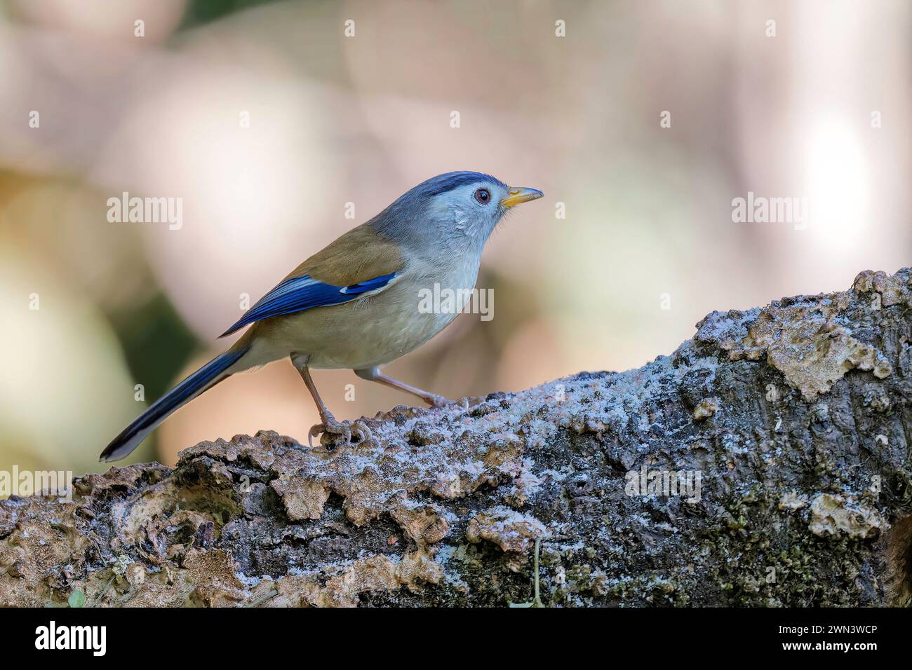 The birds of India: Blue-winged Minla on a tree, Sattal, Uttarakhand ...