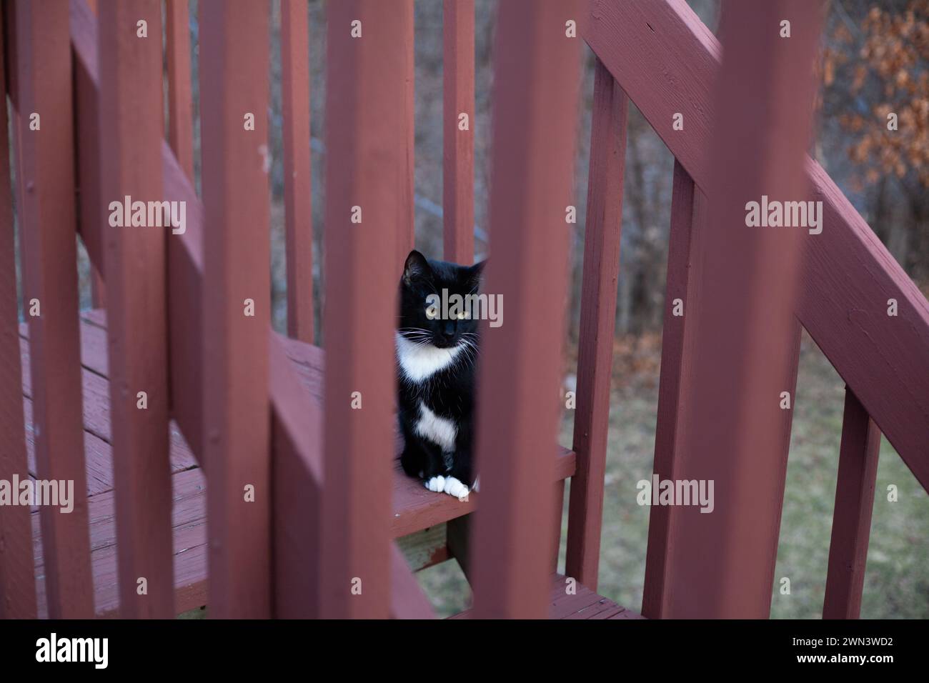 Cat on railing hi-res stock photography and images - Alamy
