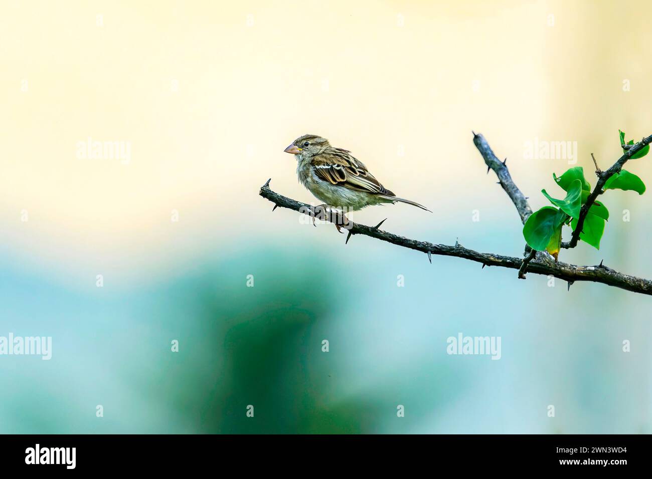 The birds of India: House Sparrow, Assam, India Stock Photo - Alamy