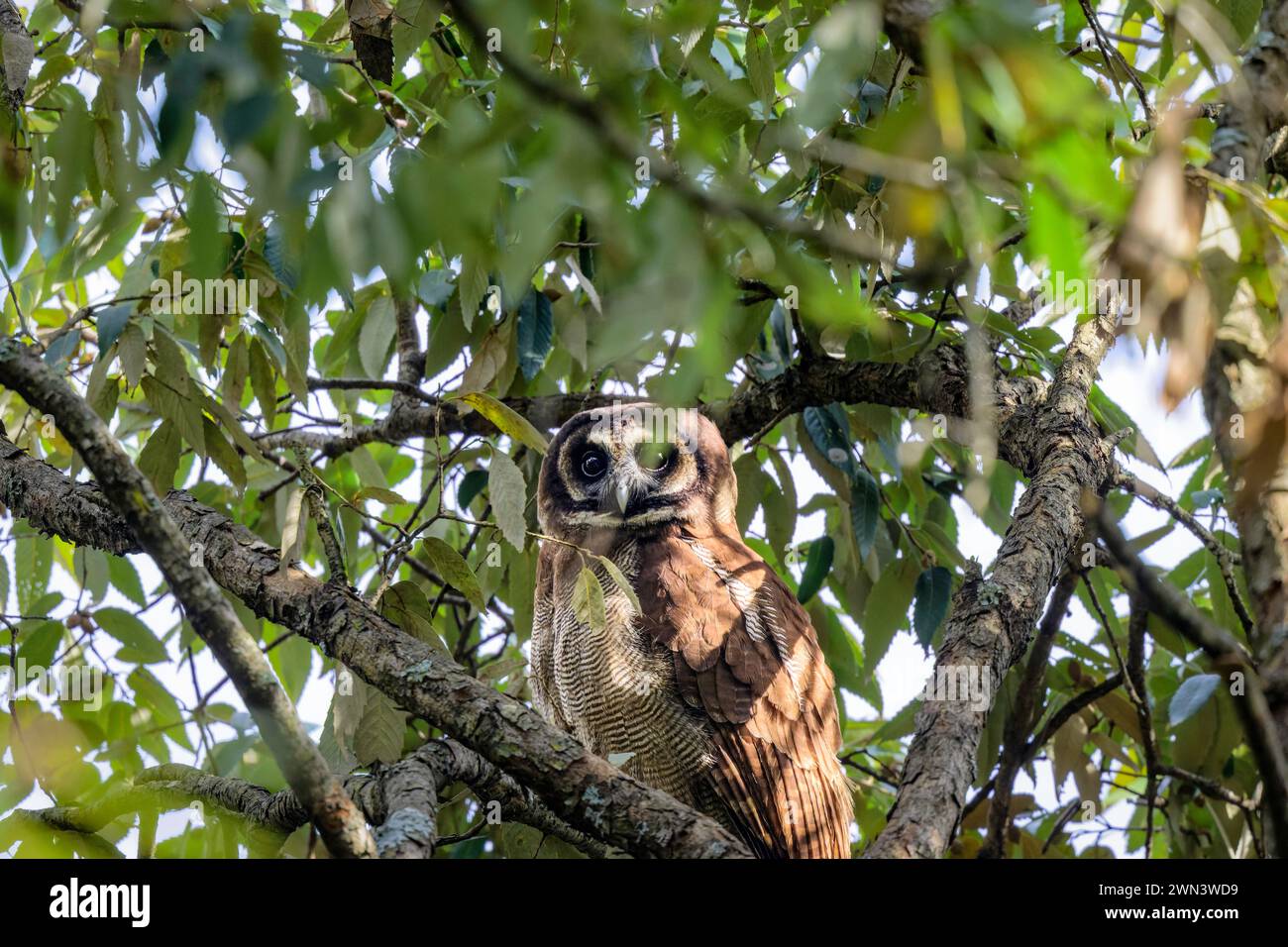 Sattal uttarakhand india hi-res stock photography and images - Alamy