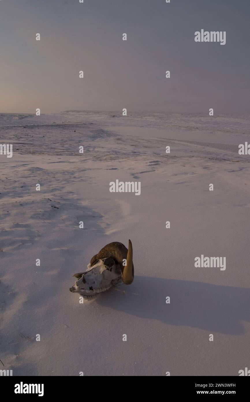 Dale Sheep skull along frozen coast line along northern coastline near ...
